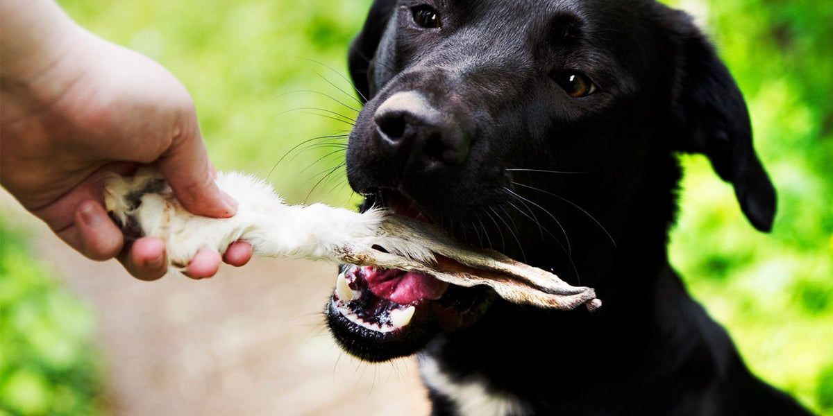 Primal Range — JR Pet Products