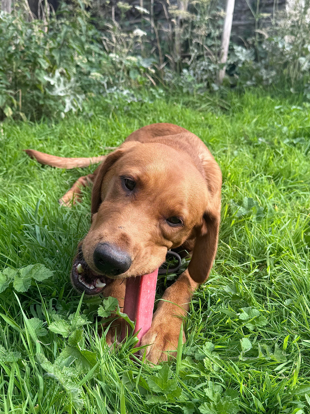 Strawberry Himalayan Yak Bar — JR Pet Products