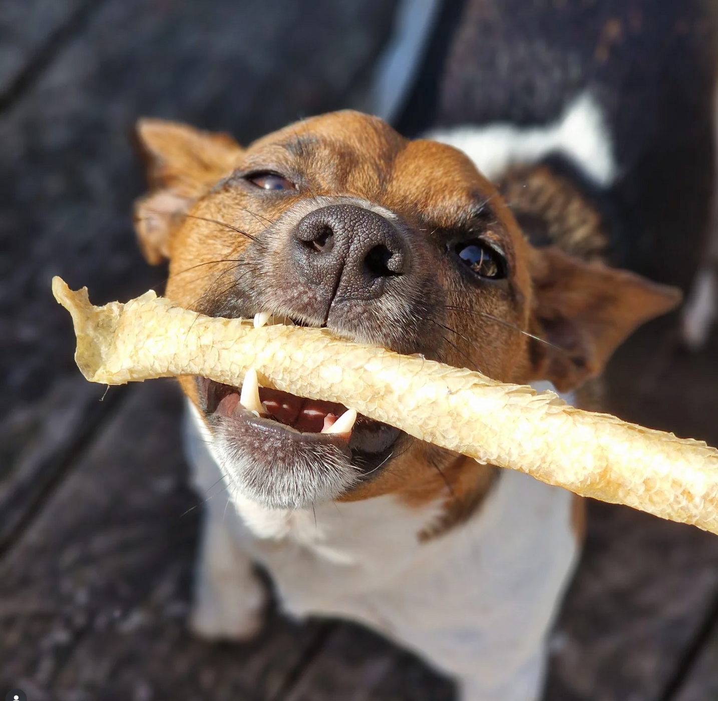 Seabass Straws — JR Pet Products