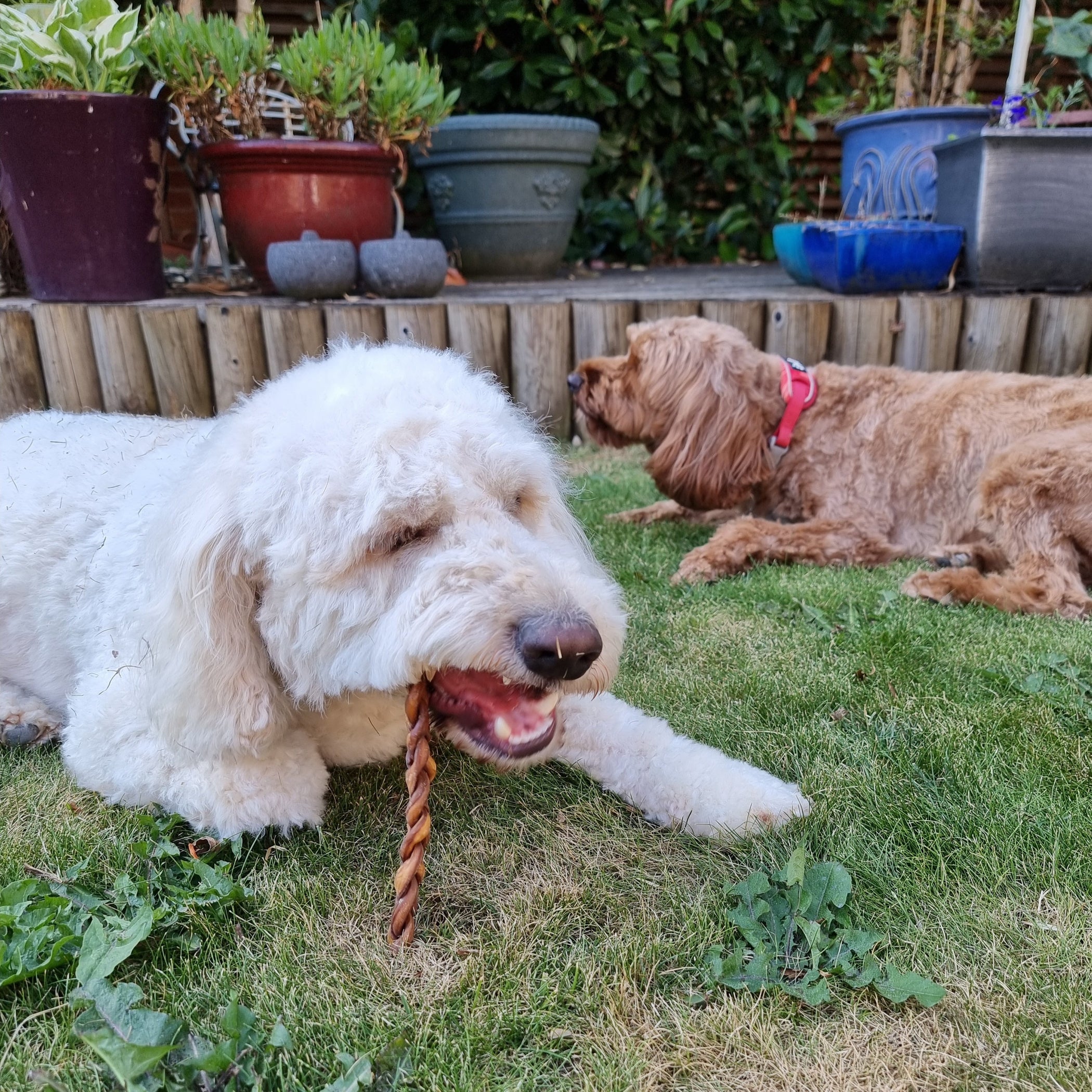 Premium Braided Lamb Pizzle — JR Pet Products