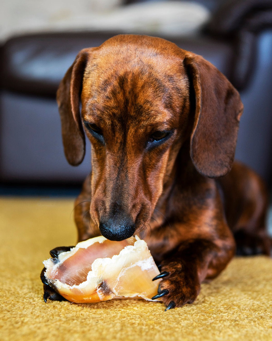 Calf Hooves — JR Pet Products