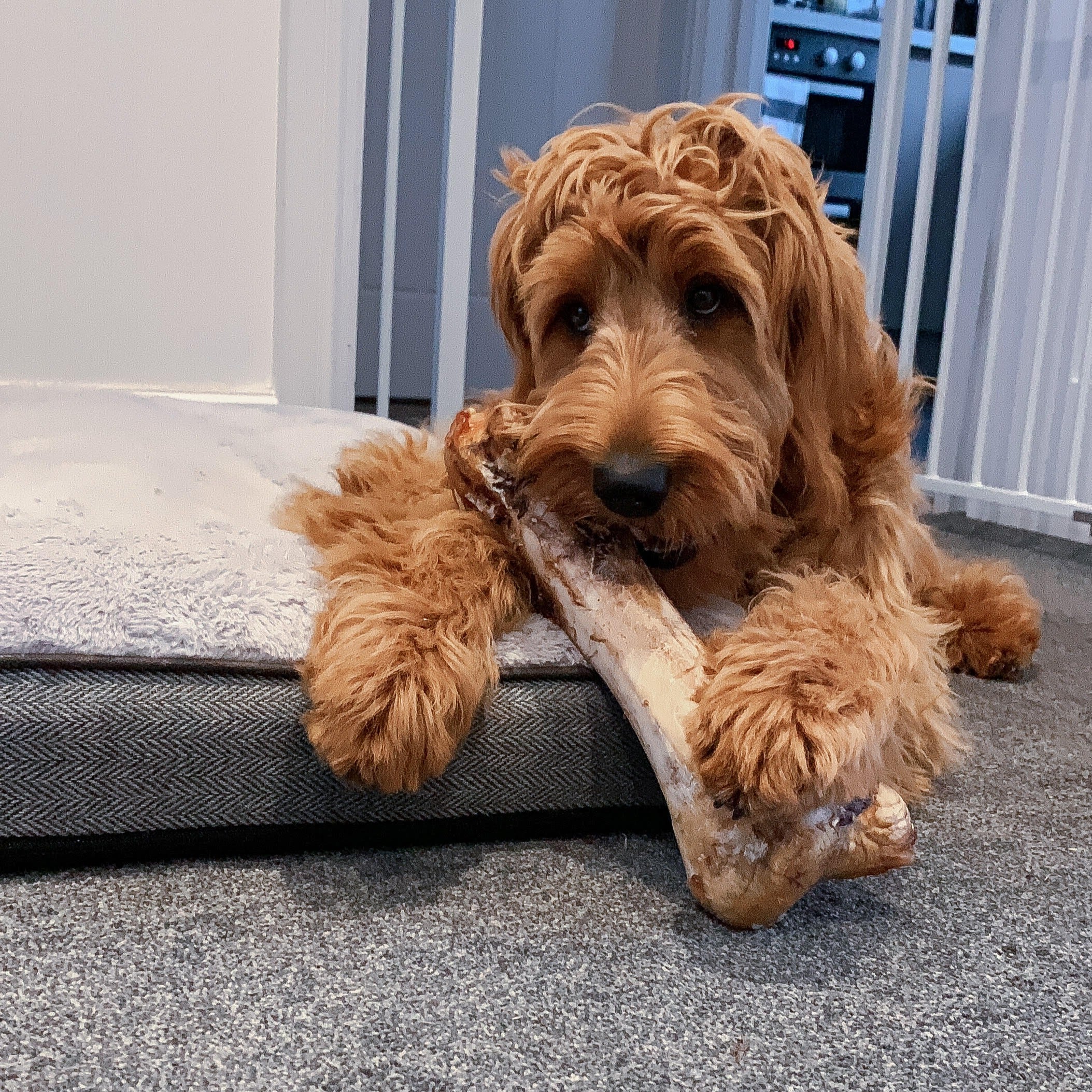 Large Ostrich Bone — JR Pet Products