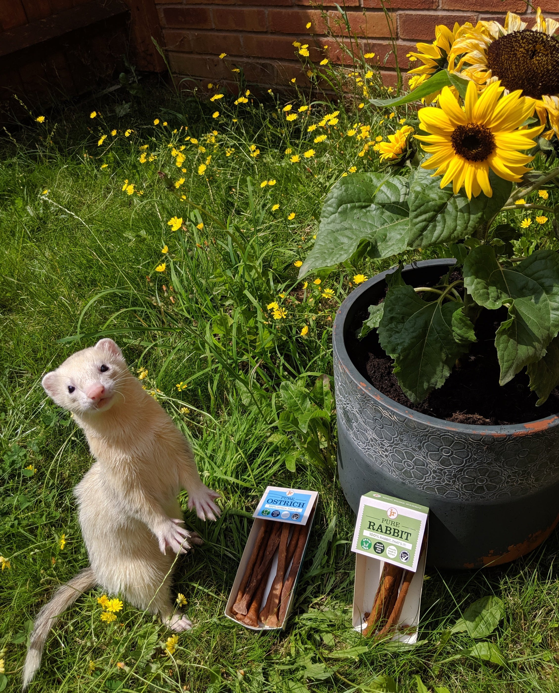 Pure Rabbit Sticks 50g — JR Pet Products