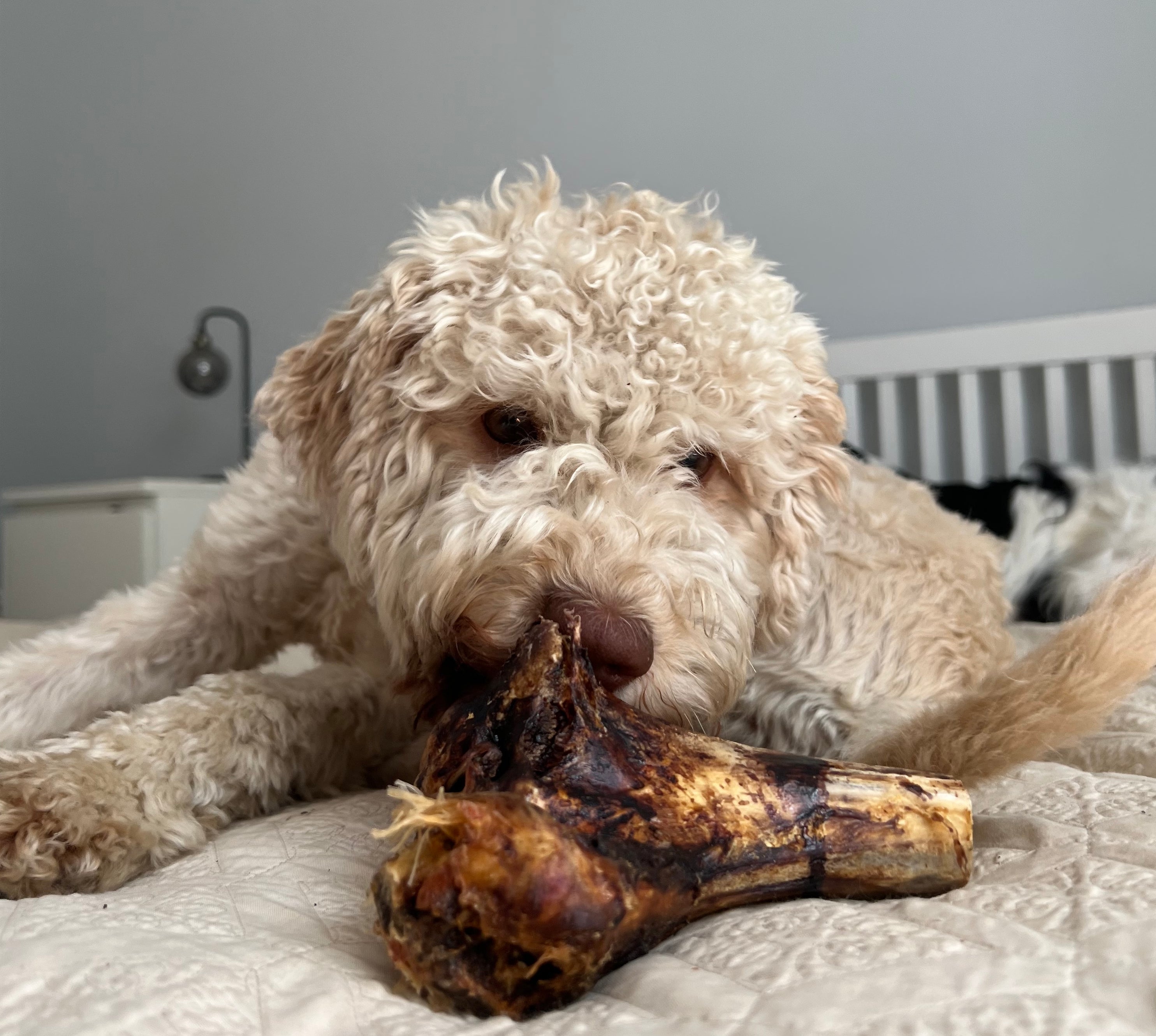 Ostrich Knuckle Bone — JR Pet Products