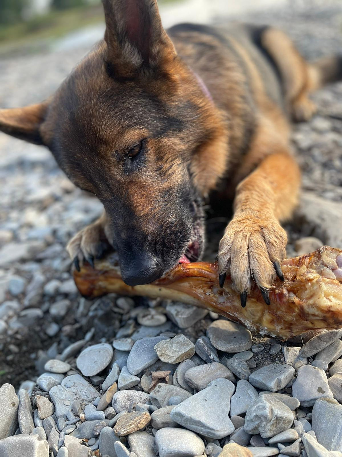 Natural Beef Feet — JR Pet Products