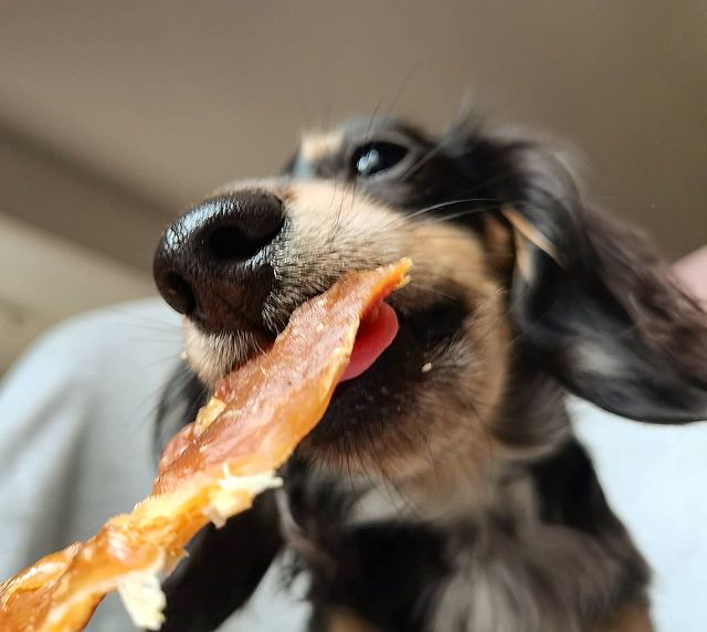 Dried Chicken Breast Jerky JR Pet 200g Human Grade Dog Treats - Low Fat ...