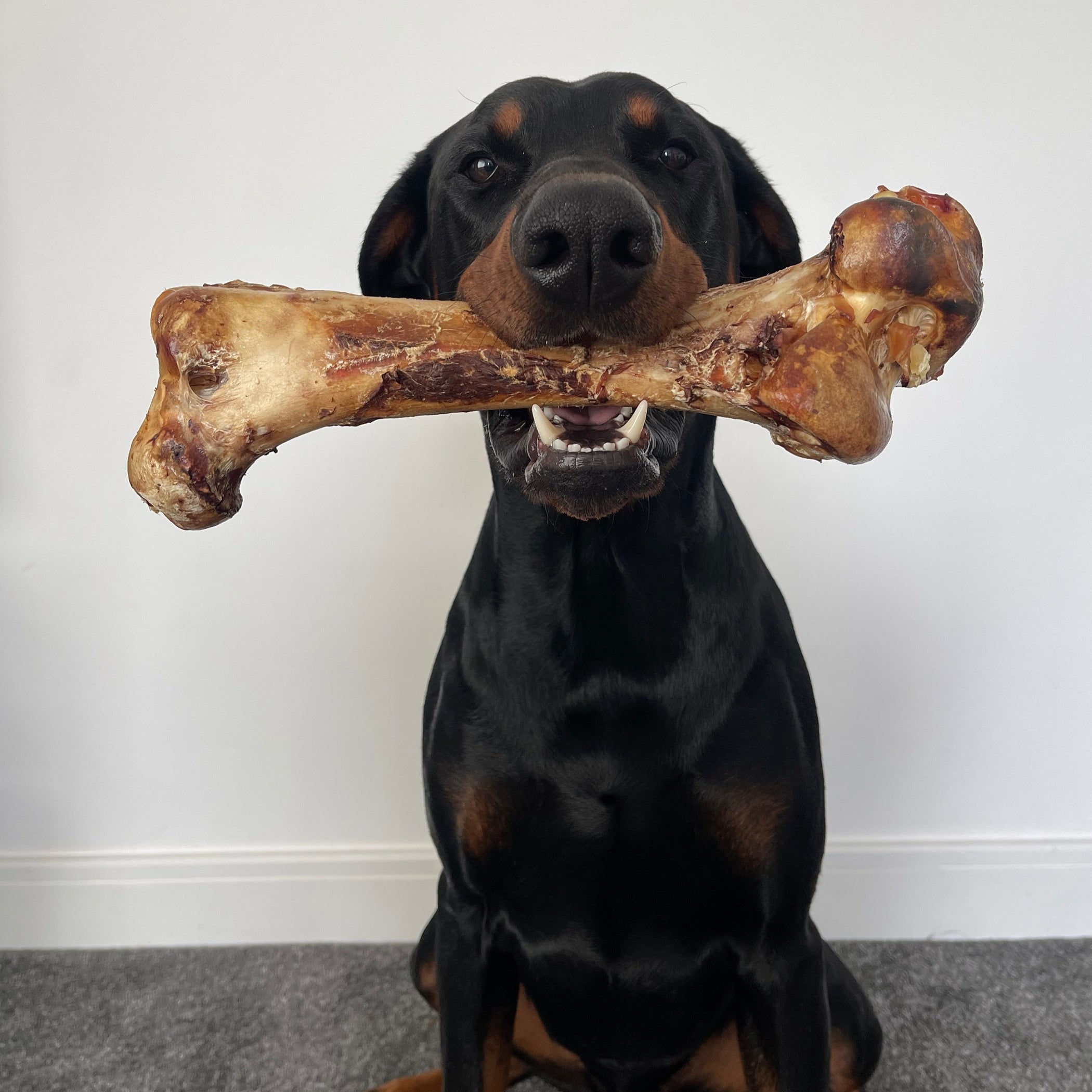 Large Ostrich Bone — JR Pet Products